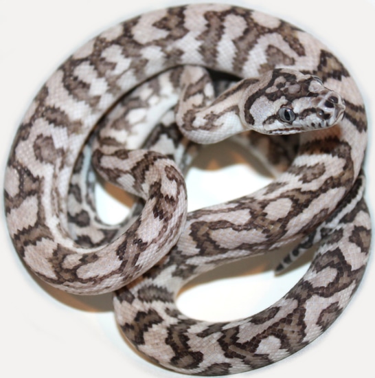 Axanthic Caramel Jaguar Coastal Carpet Python by Inland Reptile