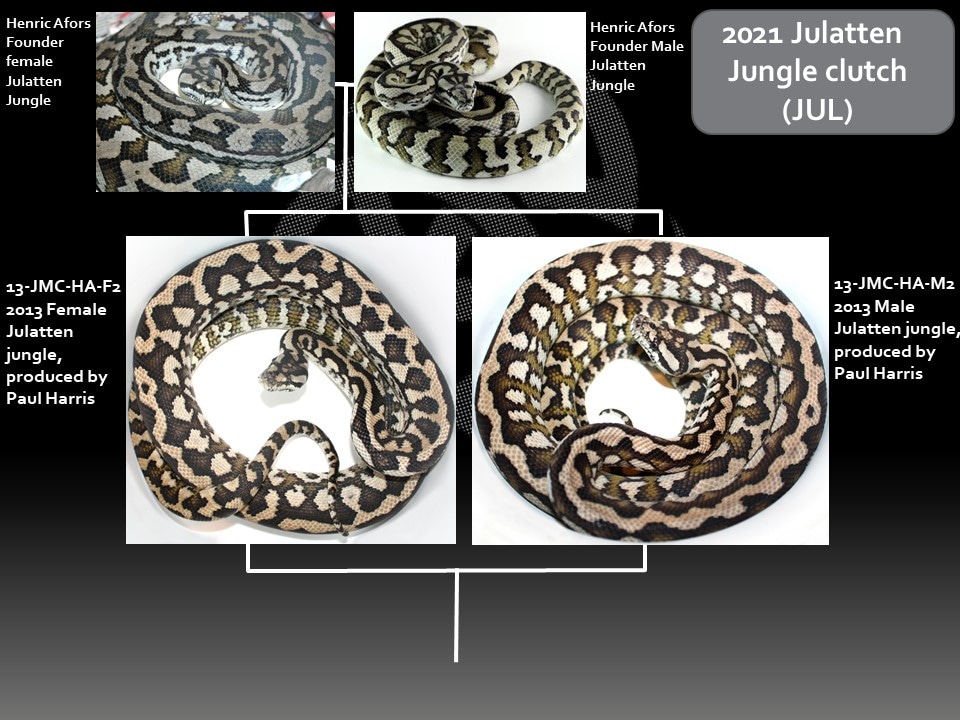 Julatten Locality Jungle Carpet Python by Inland Reptile - MorphMarket