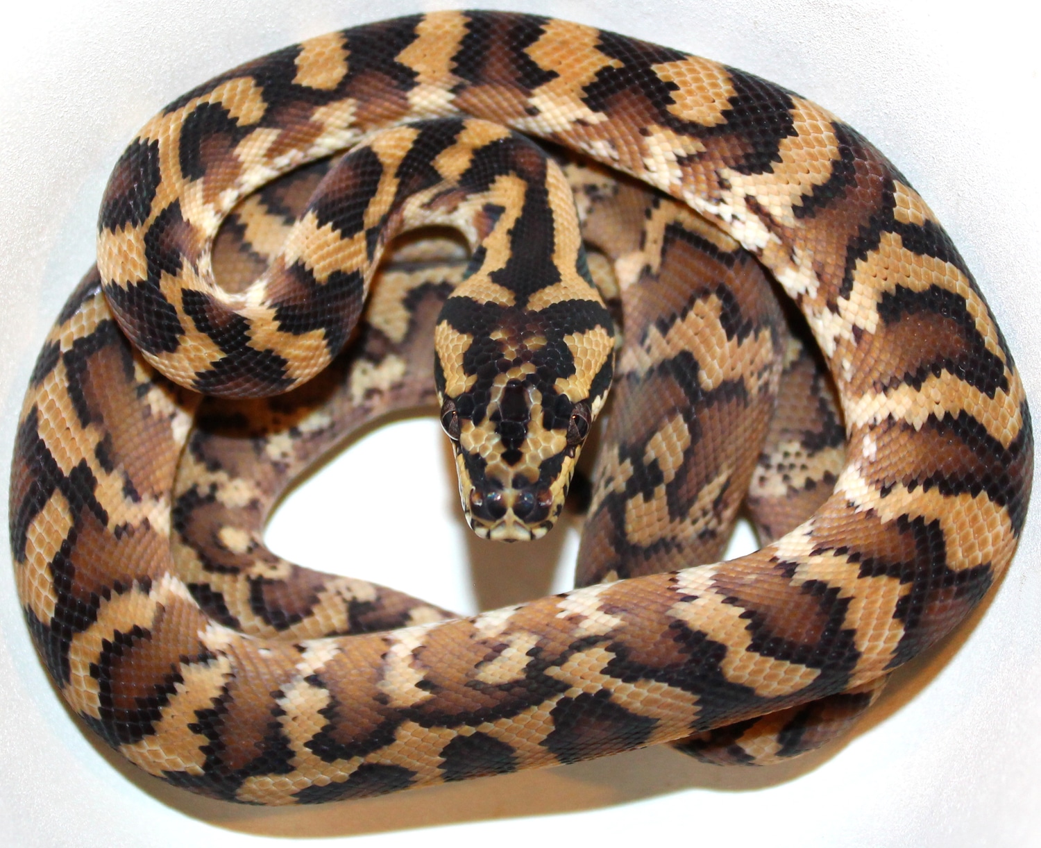 66% Het Granite, 50% Het Axanthic Irian Jaya Carpet Python by Inland ...