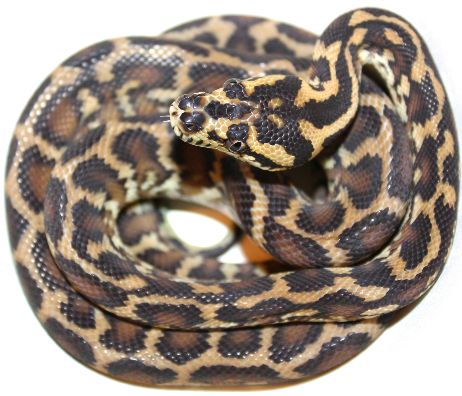 100% Het Granite/ 50% Het Axanthic Irian Jaya Carpet Python by Inland ...