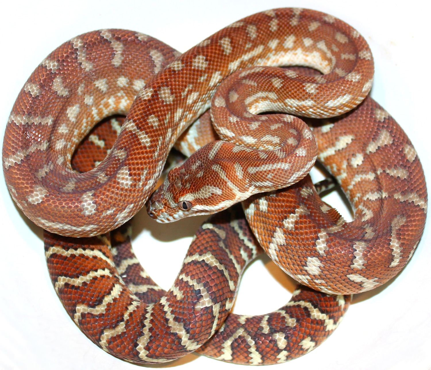 Hypo Het Stonewashed Bredli Female Centralian Carpet Python by Inland ...