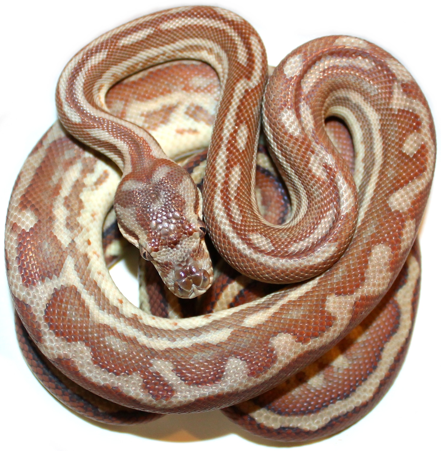 Genetic Striped Bredli 100% Het Stonewashed Male Centralian Carpet ...