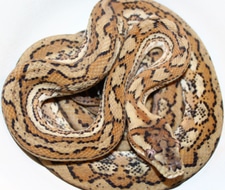 True Hypo Tiger Female Coastal Carpet Python by Inland Reptile ...