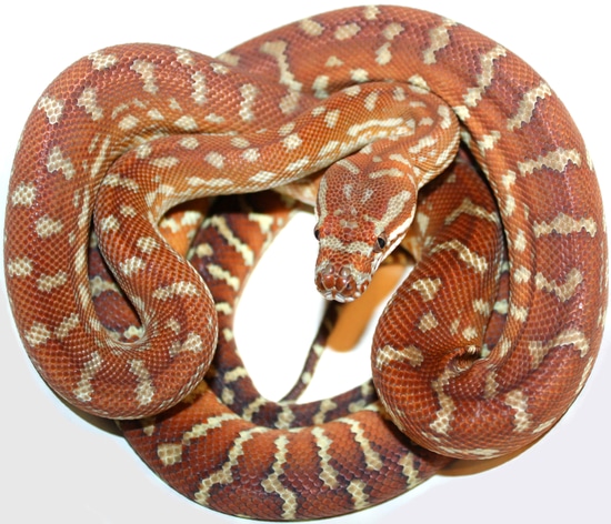 Hypo Het Stonewashed Bredli Female Centralian Carpet Python by Inland ...