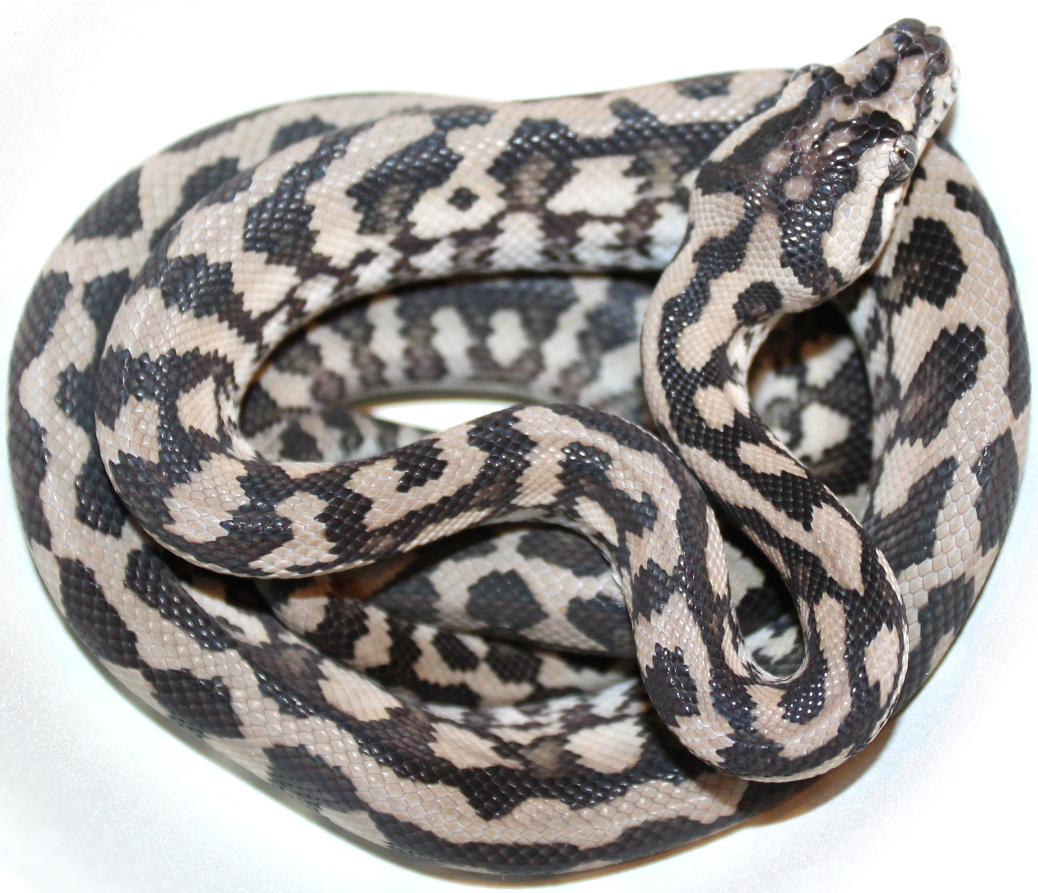 Julatten Locality Jungle Carpet Python by Inland Reptile - MorphMarket
