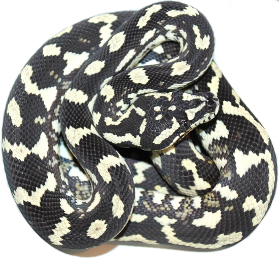 Ivory Jungle Jungle Carpet Python by Inland Reptile