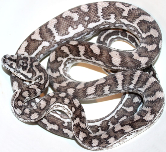 Axanthic Caramel Coastal Carpet Python by Inland Reptile