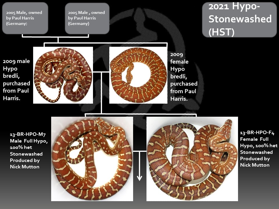 Full Blood Hypo Centralian Carpet Python by Inland Reptile - MorphMarket