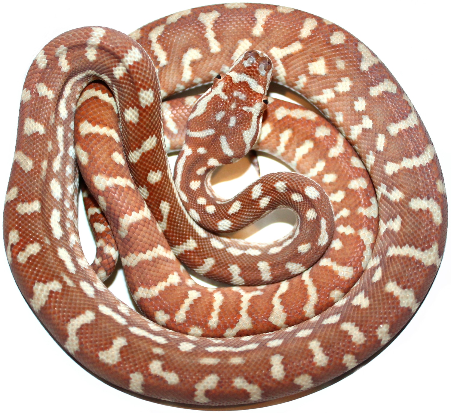 Full Blood Hypo Centralian Carpet Python by Inland Reptile - MorphMarket