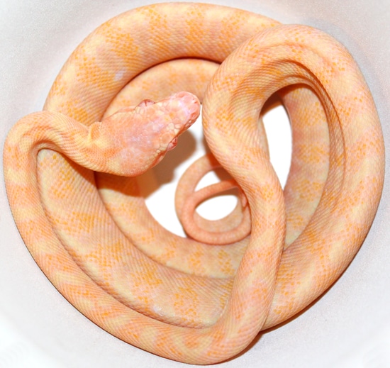 Pure Darwin Albino Darwin Carpet Python by Inland Reptile