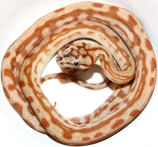 Super Caramel Jaguar Coastal Carpet Python by Inland Reptile