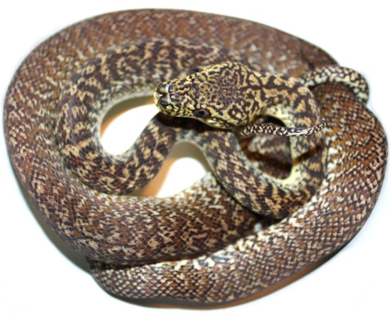 Granite Female Irian Jaya Carpet Python by Inland Reptile