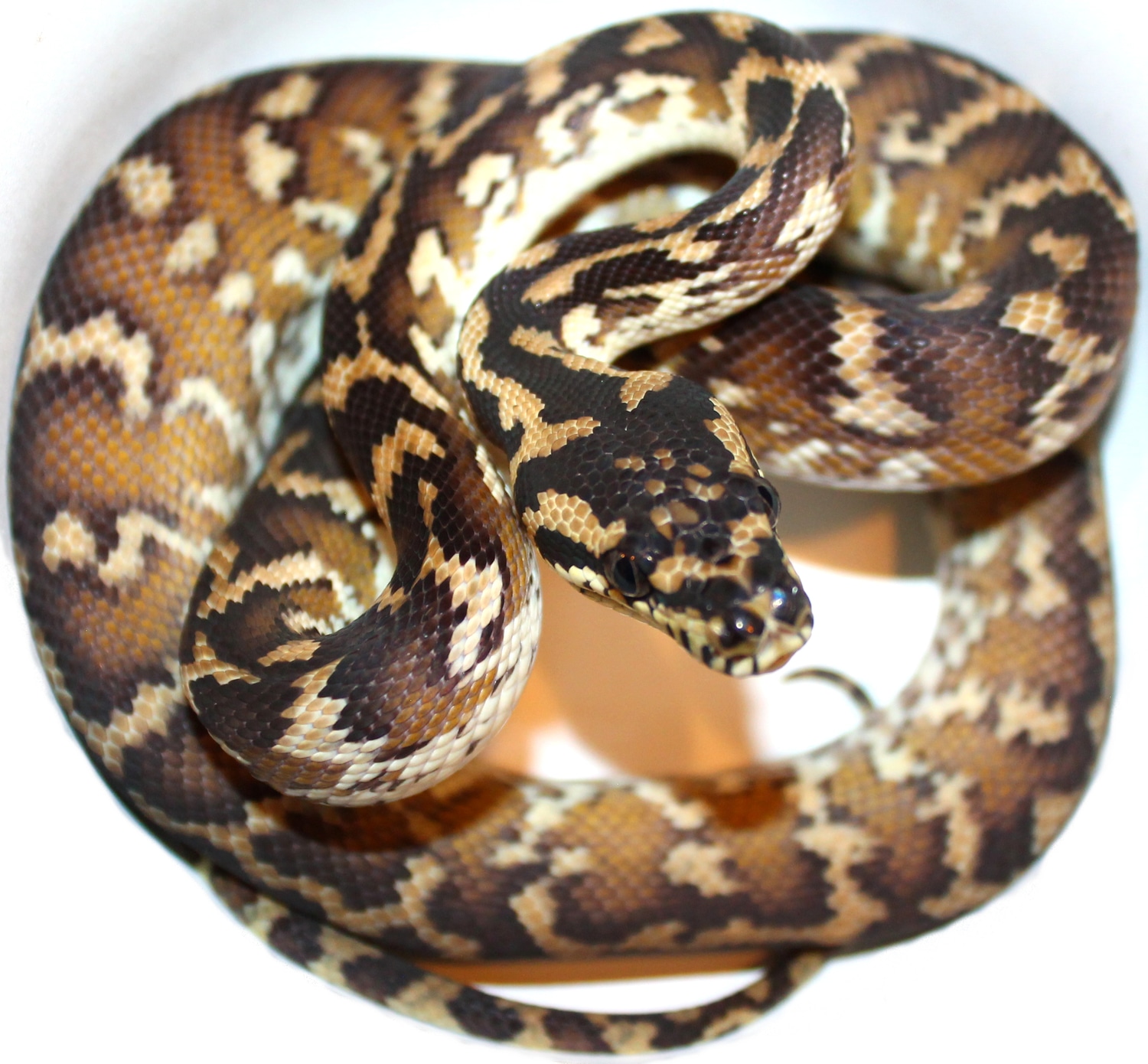 66% Het Granite, 50% Het Axanthic Irian Jaya Carpet Python by Inland ...