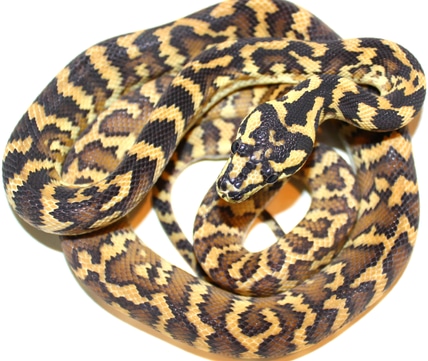Granite Female Irian Jaya Carpet Python by Inland Reptile - MorphMarket