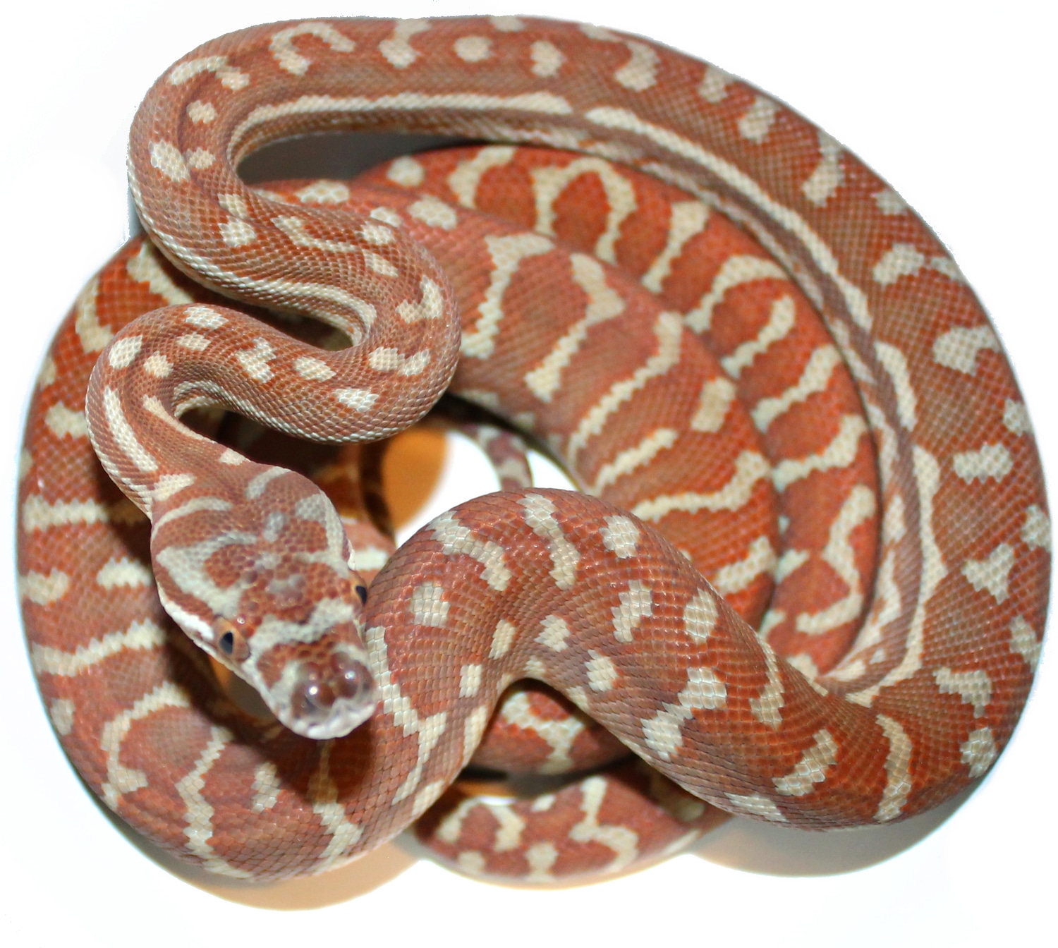 50% Hypo Bredli 66% Het Stripe Centralian Carpet Python by Inland ...