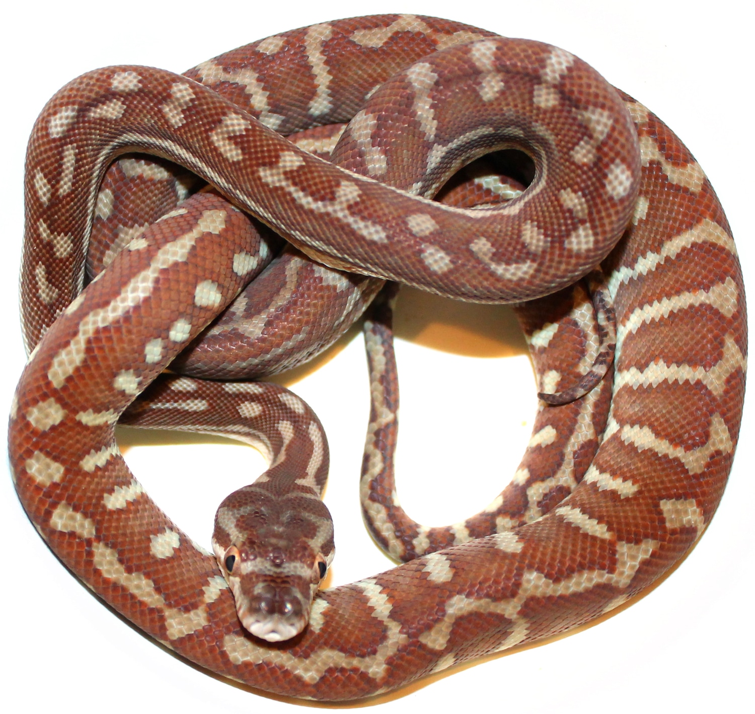 50% Hypo Bredli 66% Het Stripe Centralian Carpet Python by Inland ...