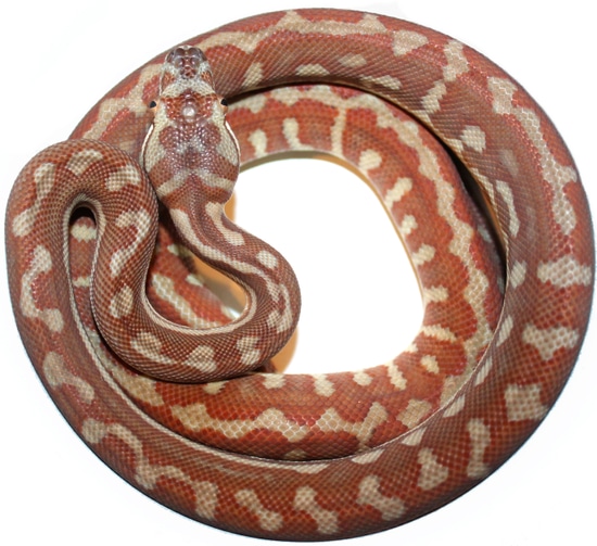 50% Hypo Bredli 66% Het Stripe Centralian Carpet Python by Inland Reptile