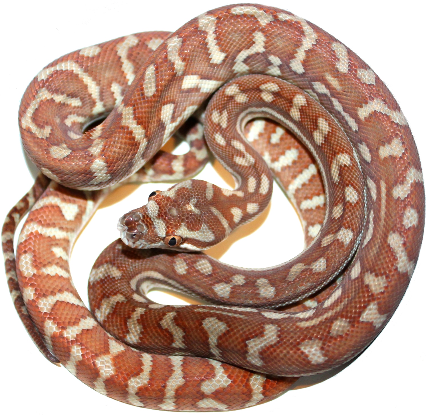 50% Hypo Bredli 66% Het Stripe Centralian Carpet Python by Inland ...