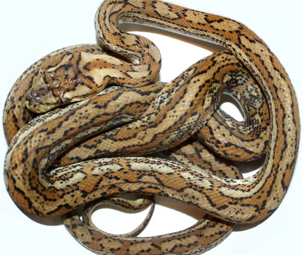 True Hypo Tiger Female Coastal Carpet Python by Inland Reptile ...