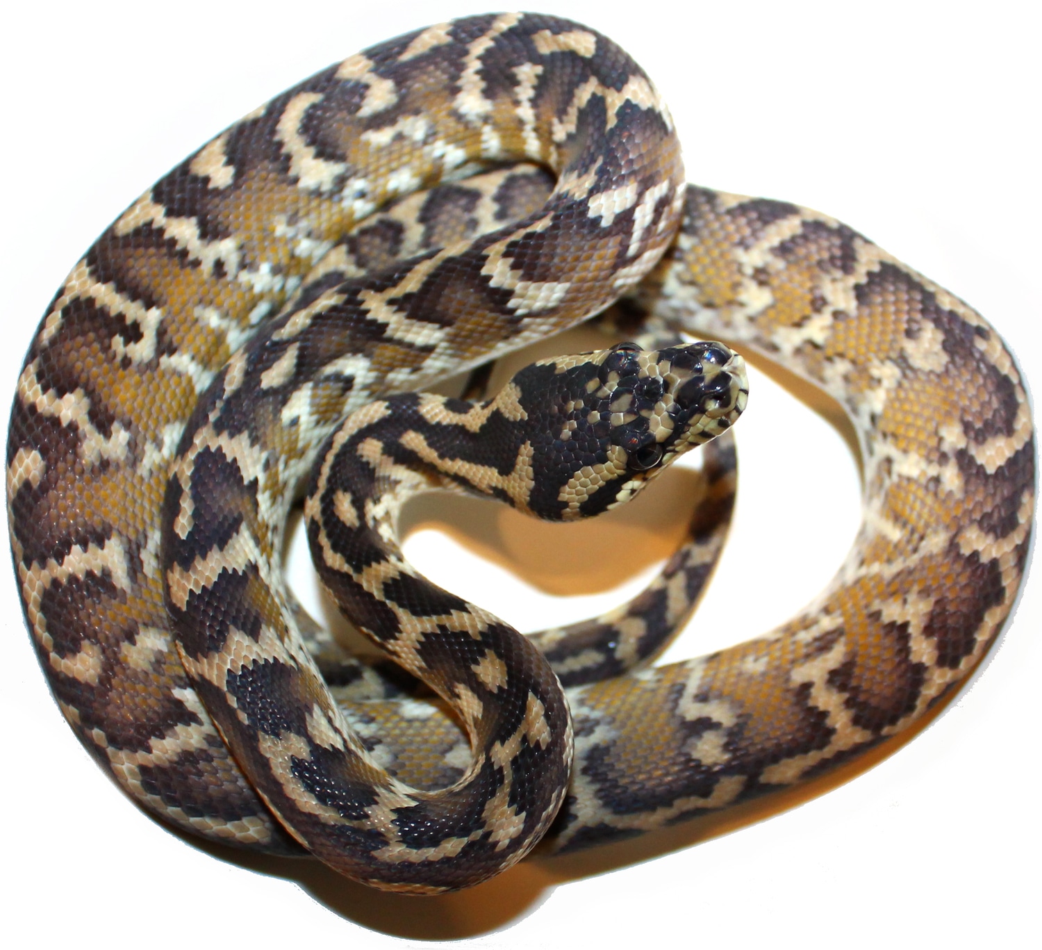66% Het Granite, 50% Het Axanthic Irian Jaya Carpet Python by Inland ...