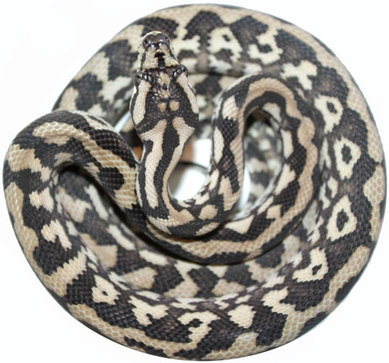 Julatten Locality Jungle Jungle Carpet Python by Inland Reptile