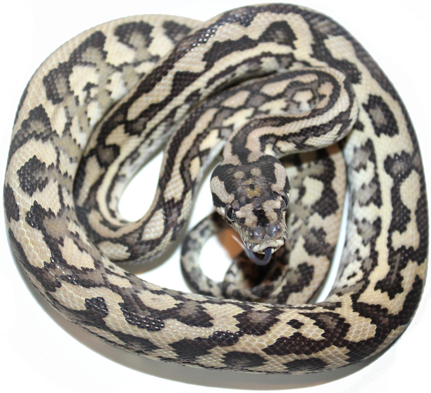 Julatten Locality Jungle Carpet Python by Inland Reptile - MorphMarket
