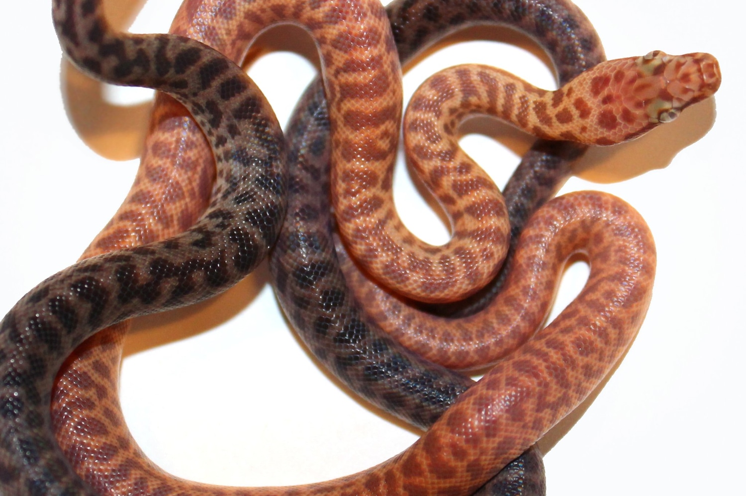 Het T+ Albino Pair Children's Python by Inland Reptile - MorphMarket