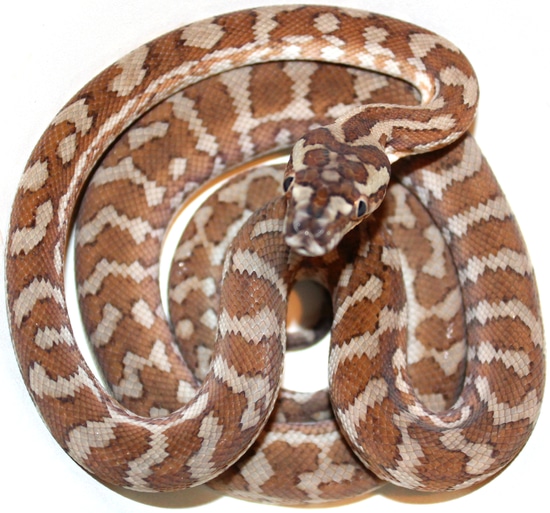 Caramel 100% Het Axanthic Female Coastal Carpet Python by Inland Reptile