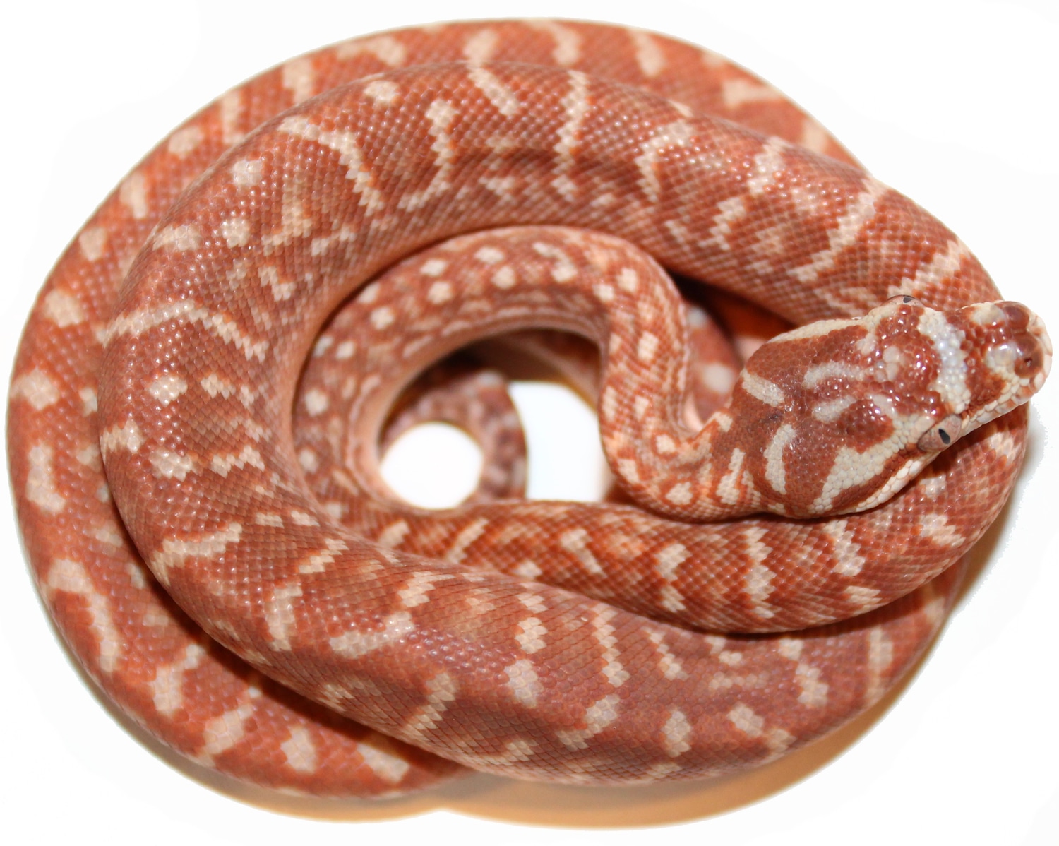 Full Blood Hypo Stonewashed Centralian Carpet Python by Inland Reptile ...