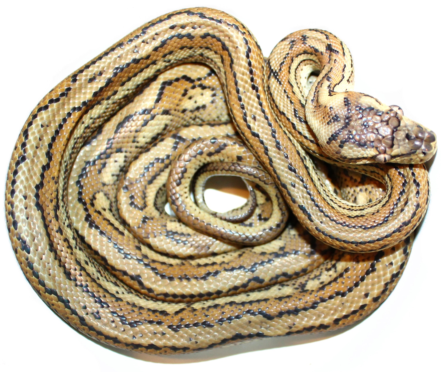 True Hypo Tiger Coastal Carpet Python by Inland Reptile - MorphMarket