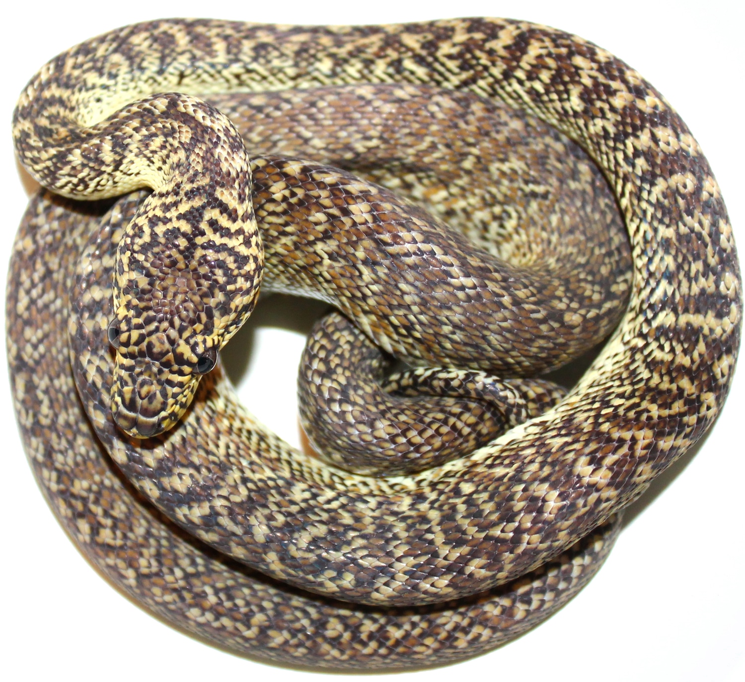 Granite Female Irian Jaya Carpet Python by Inland Reptile - MorphMarket