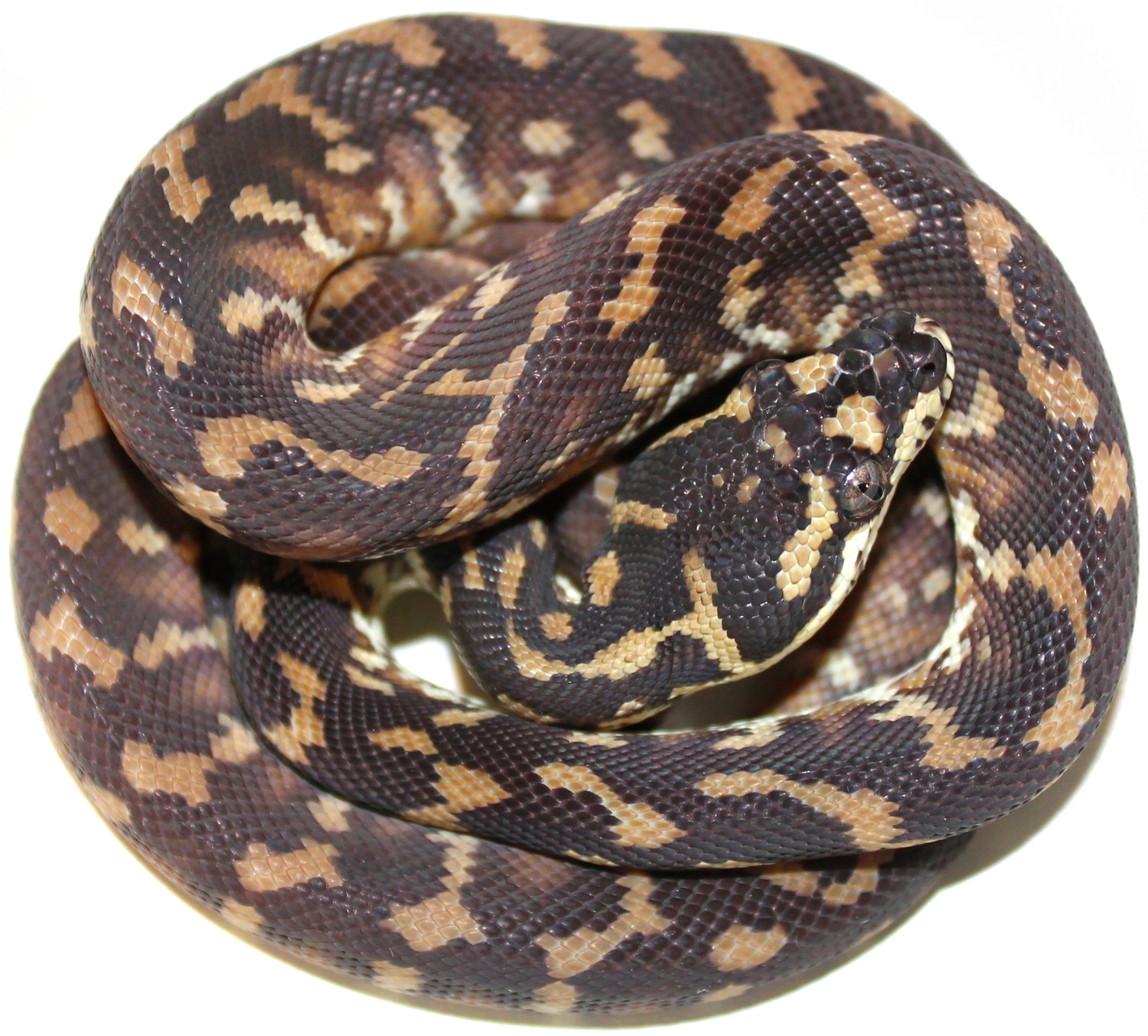 100% Double Het Axanthic/Granite Female Irian Jaya Carpet Python by ...