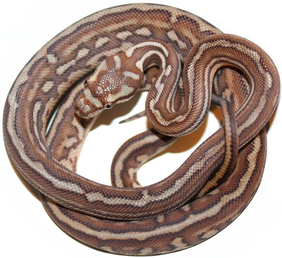 Genetic Striped Bredli Centralian Carpet Python by Inland Reptile