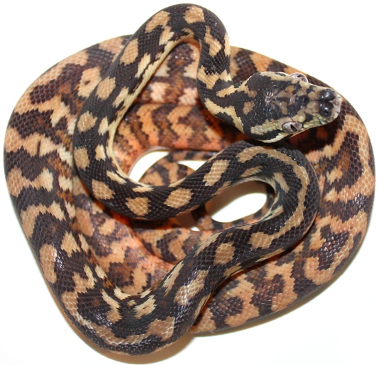 Pure Darwin Het Albino Female Darwin Carpet Python by Inland Reptile
