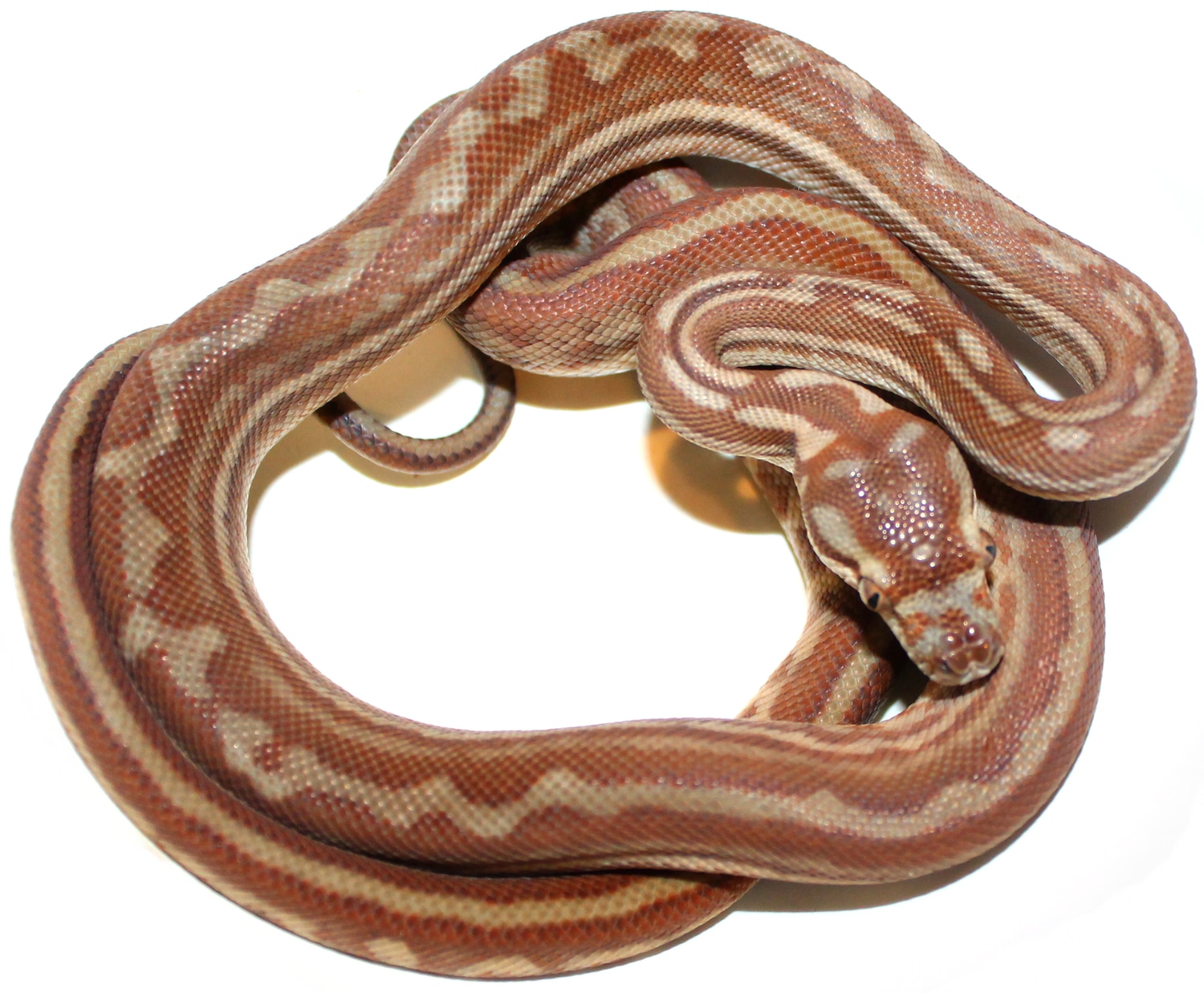 Hypo Genetic Stripe Female Centralian Carpet Python by Inland Reptile ...