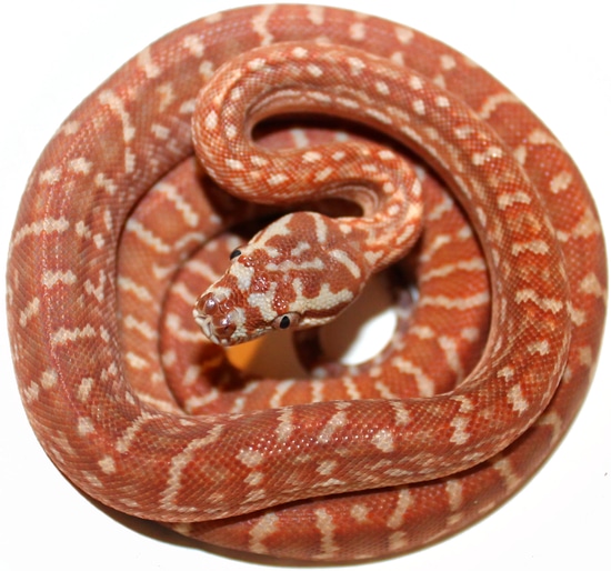Full Blood Hypo Stonewashed Centralian Carpet Python by Inland Reptile
