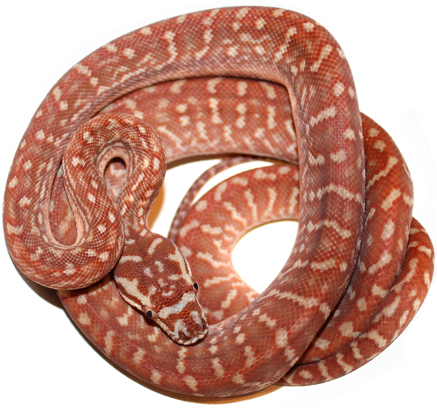 Full Blood Hypo Stonewashed Centralian Carpet Python by Inland Reptile ...