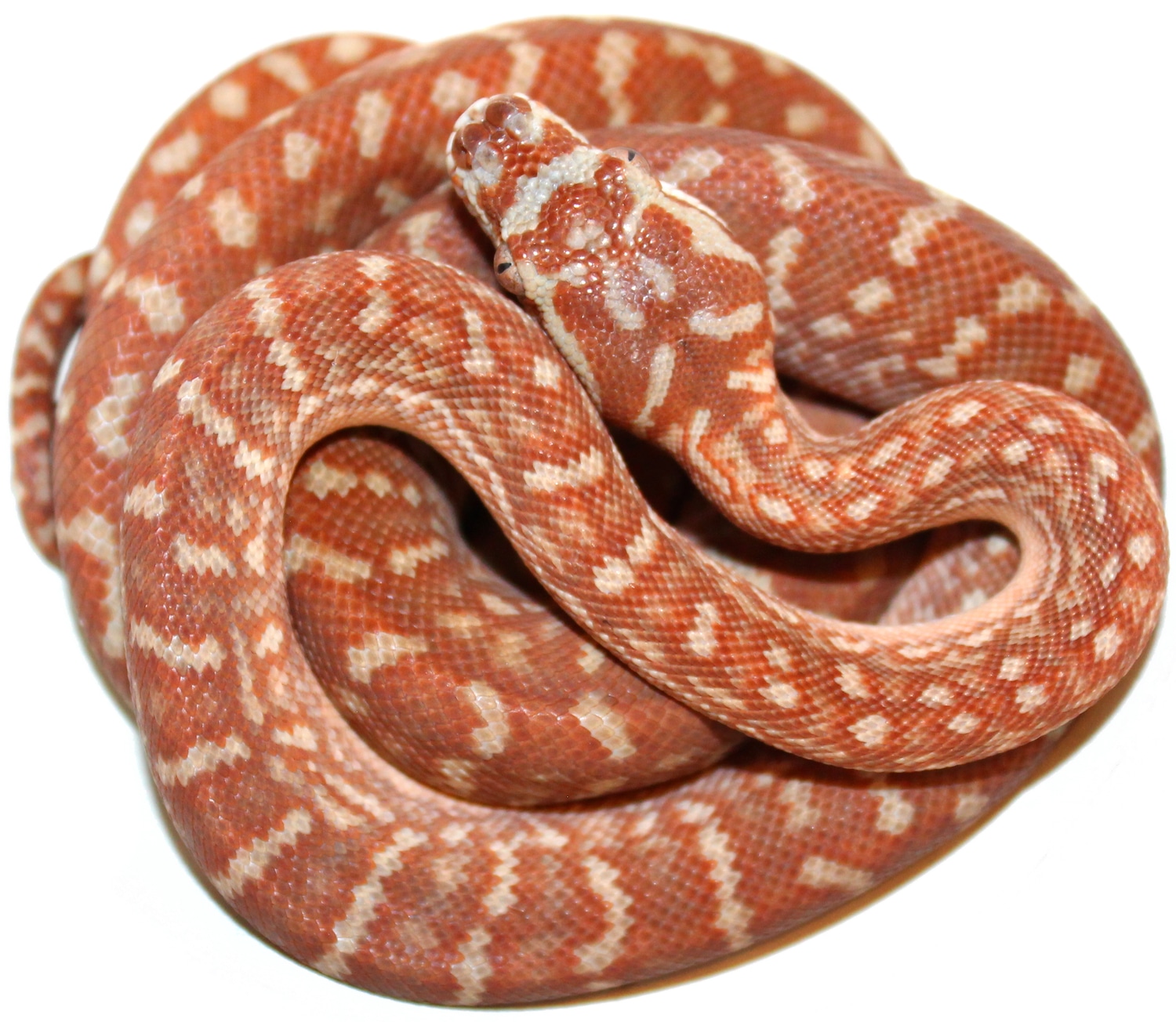 Full Blood Hypo Stonewashed Centralian Carpet Python by Inland Reptile ...
