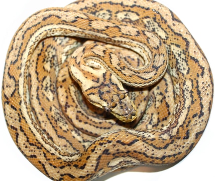 True Hypo Tiger Female Coastal Carpet Python by Inland Reptile ...