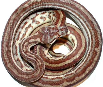 Full Blood Hypo Stonewashed Centralian Carpet Python by Inland Reptile ...