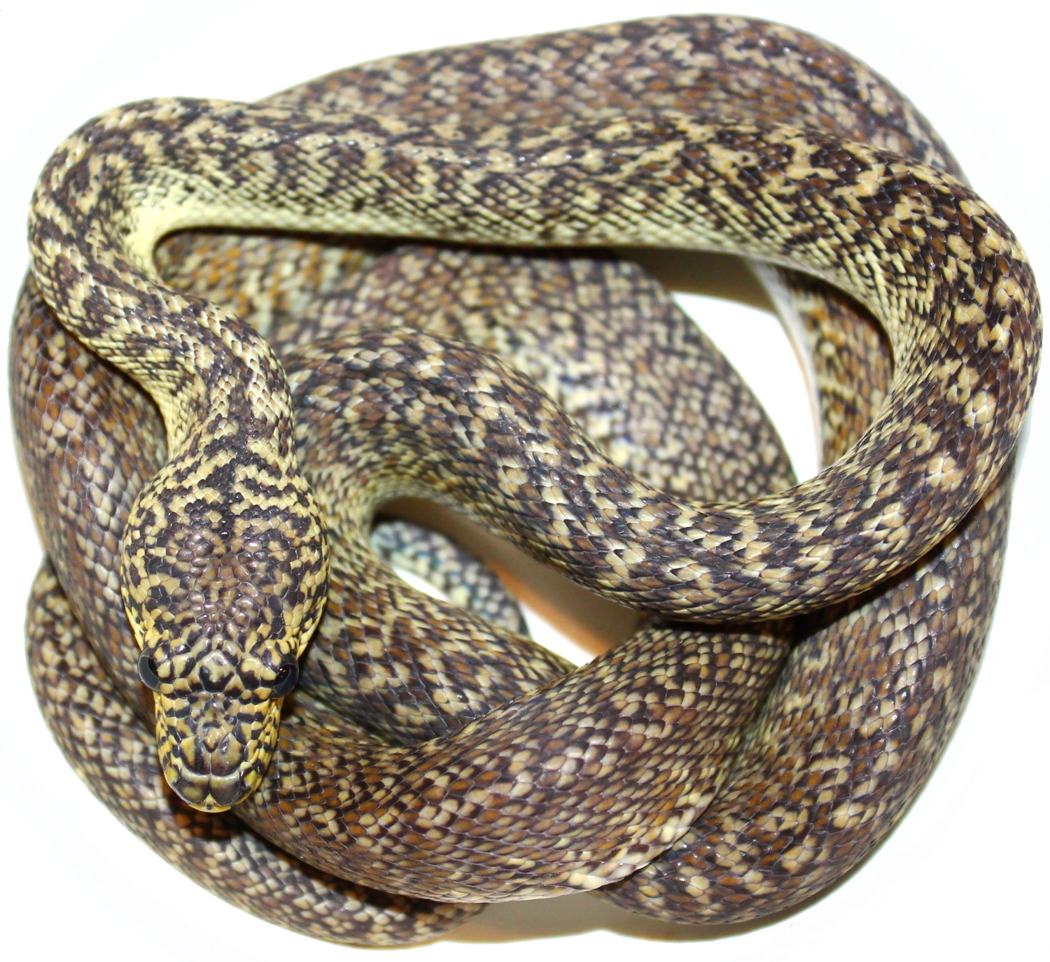 Granite Female Irian Jaya Carpet Python by Inland Reptile - MorphMarket