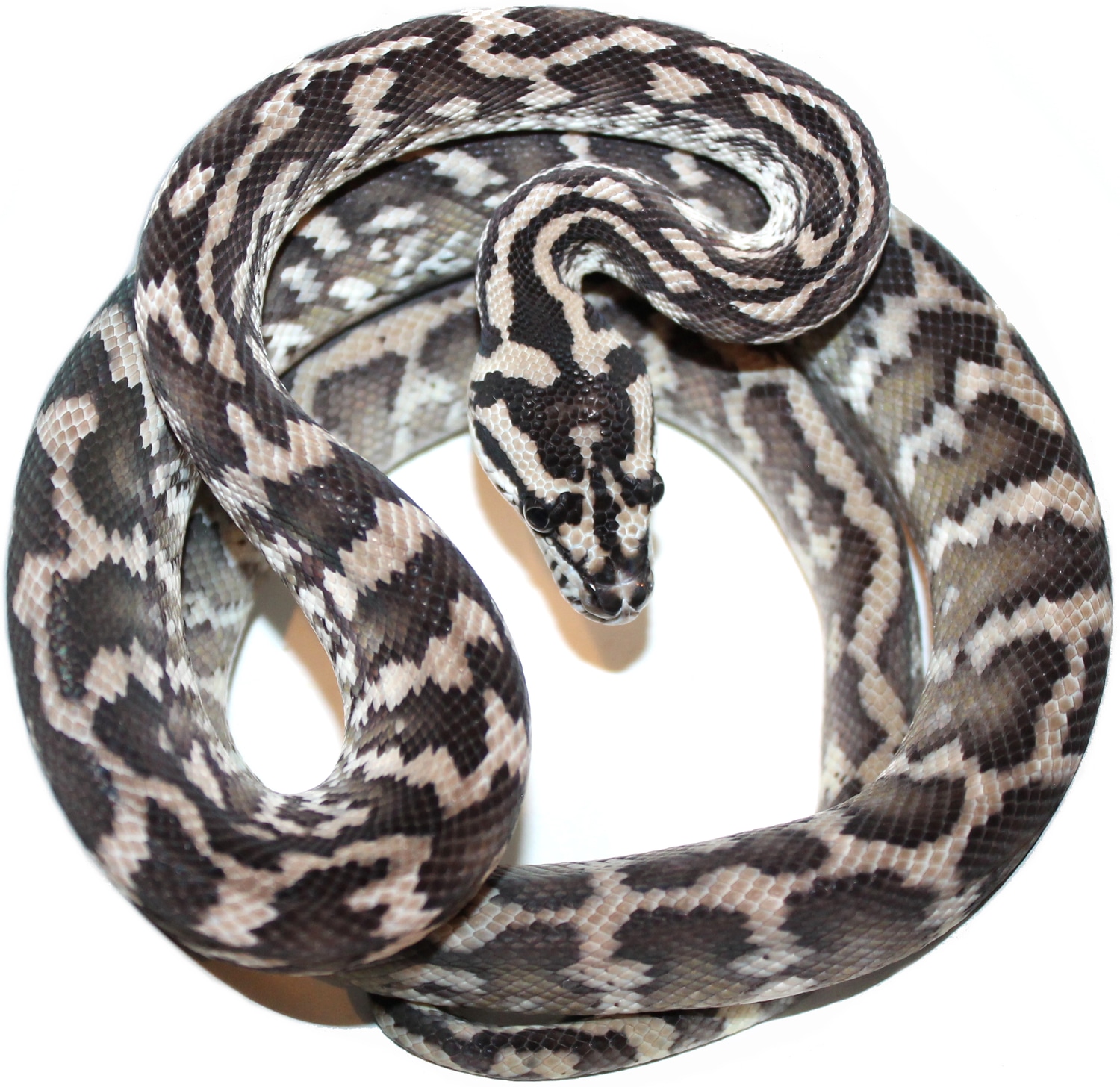 Pure Papuan Axanthic 100% Het Granite Irian Jaya Carpet Python by ...
