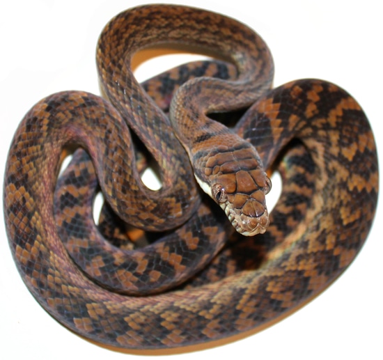 Wamena Scrub Python Male by Inland Reptile