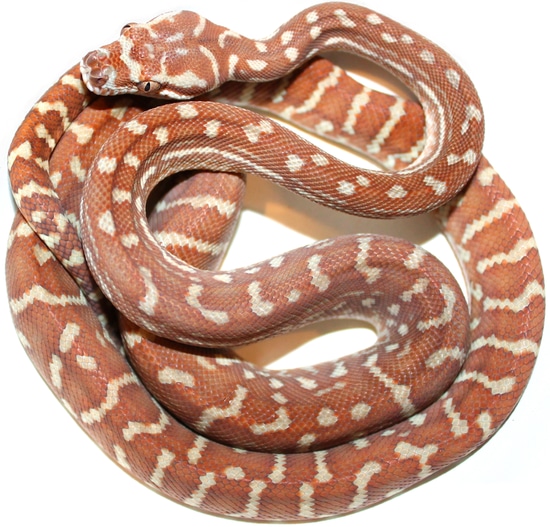 Full Blood Hypo 100% Het Stonewashed Centralian Carpet Python by Inland ...