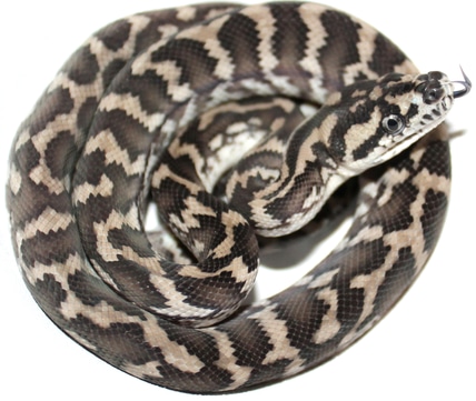 Julatten Locality Carpet Irian Jaya Carpet Python by Inland Reptile ...