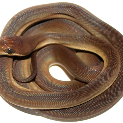 Inland Reptile - MorphMarket