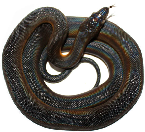 QLD Locality Water Python by Inland Reptile