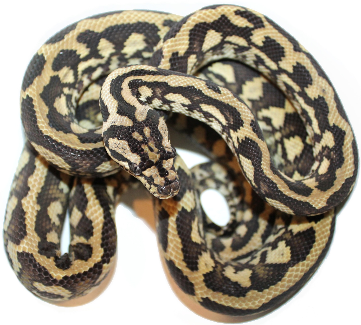 Julatten Locality Carpet Irian Jaya Carpet Python by Inland Reptile ...