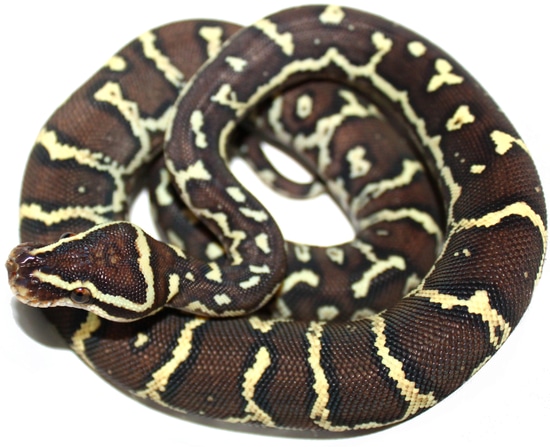 2023 Angolan Female Angolan Python by Inland Reptile
