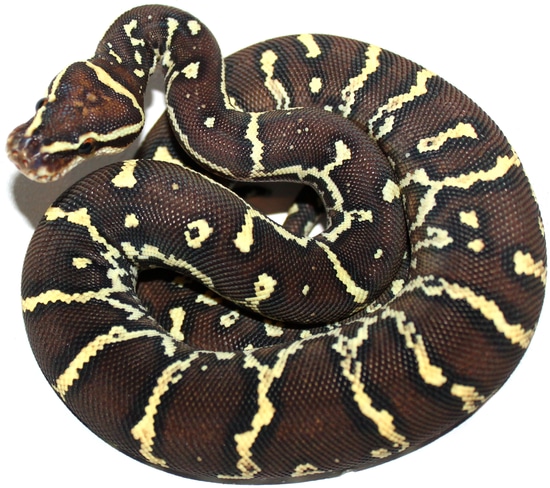 2023 Angolan Female Angolan Python by Inland Reptile
